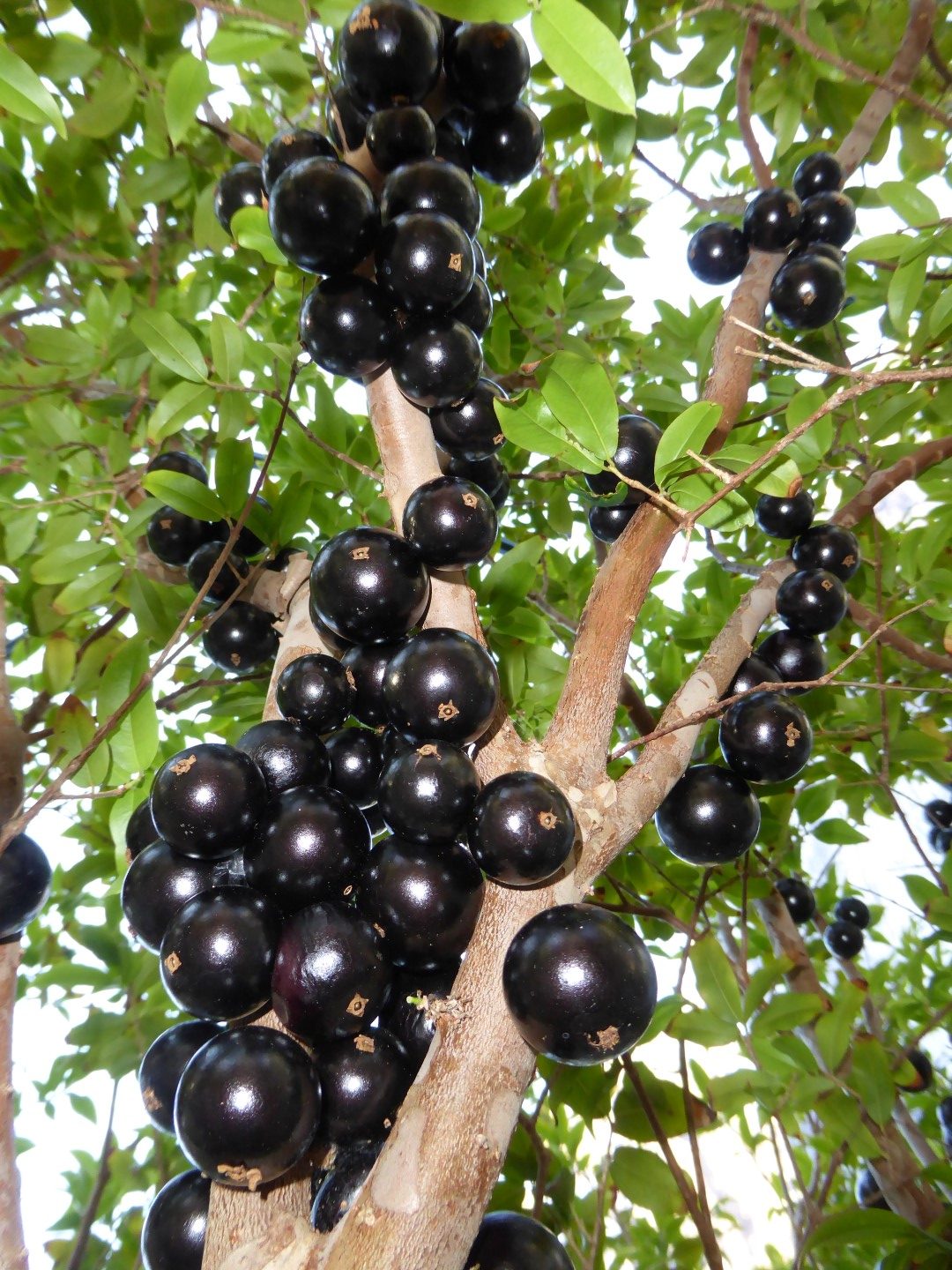 Rare Fruit Club WA – The Club's interest is in sub-tropical and ...